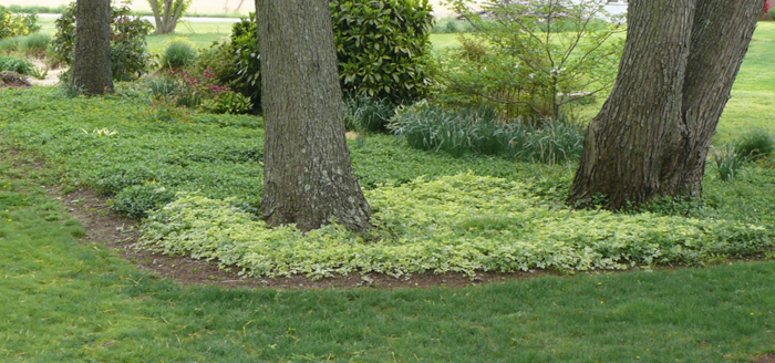 under trees – Wildwood Community Association